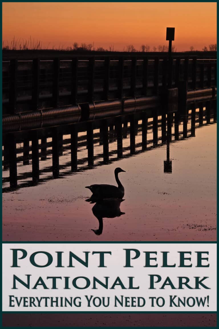 Ultimate Guide to Point Pelee National Park - Things to Do, Places to ...